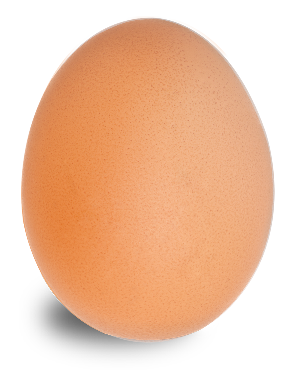 Eggsmore – Golden Lay, specialized in chicken egg production